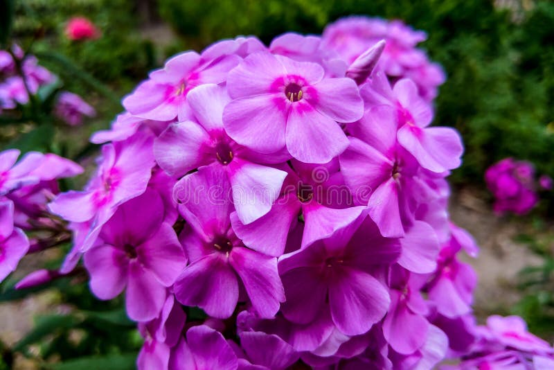 Flores De Chama Roxas De Flox Phlox Paniculata Imagem de Stock - Imagem ...
