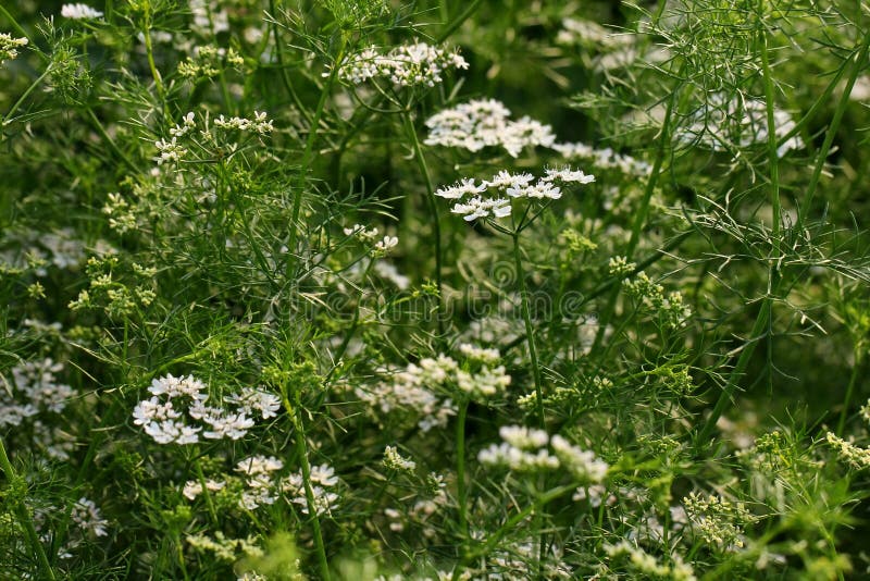 Flores de cilantro foto de archivo. Imagen de local - 156457204