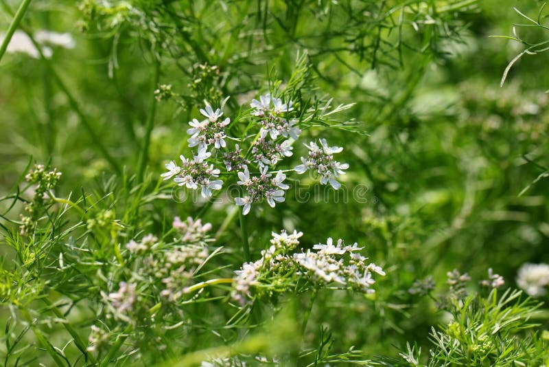 Flores de cilantro imagen de archivo. Imagen de sunlight - 156457751