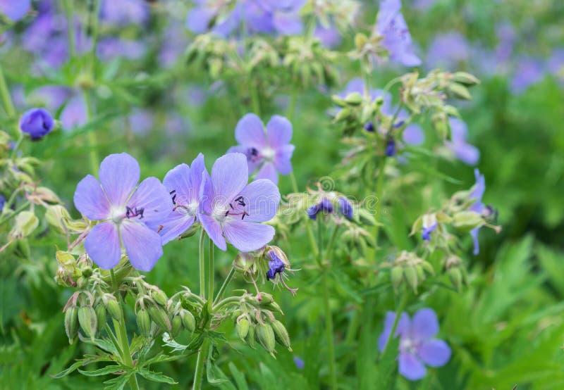 Flores De Cola-prado Ou Pratense Geranium Geranium Pratense Foto de ...