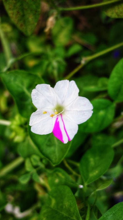 Flores De Color Bicolor Blanco Y Rosa Imagen de archivo - Imagen de ...