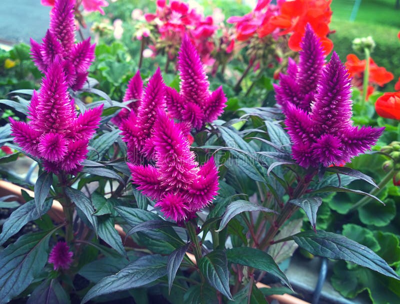 Flores De Color Morado Oscuro Del Celosia Foto de archivo - Imagen de ...