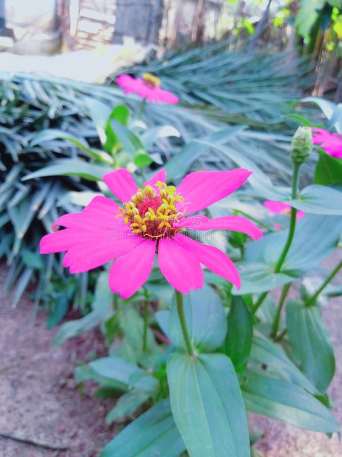 Flores De Color Rosa Adorable Foto de archivo - Imagen de rosa ...
