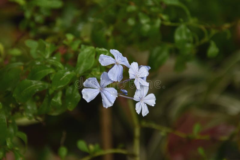 Flores De Cor Azul-claro Lindas Imagem de Stock - Imagem de florescer ...