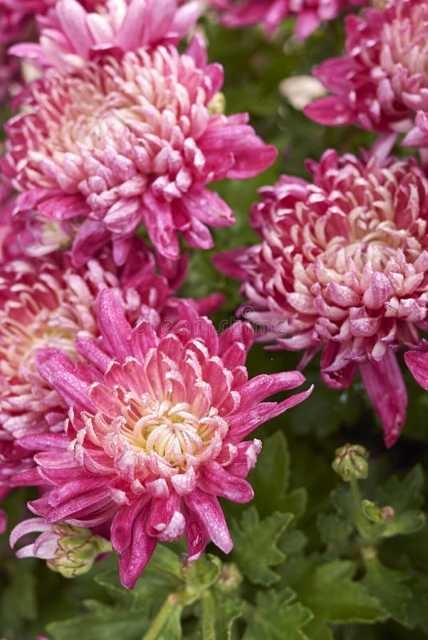 Flores De Crisantemo Morado Y Blanco Imagen de archivo - Imagen de ...