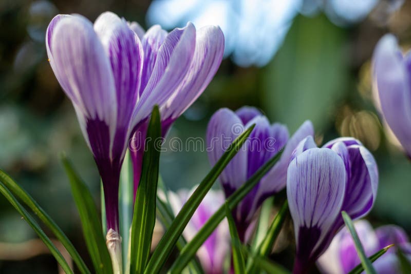 Flores De Crocus Primaverales En El Suelo Foto de archivo - Imagen de ...