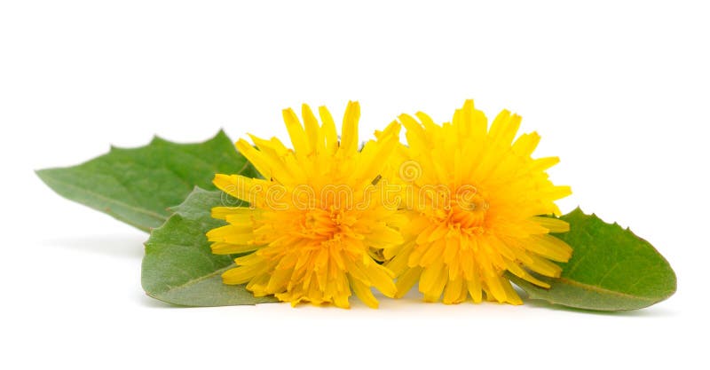 Flores De Dandelia Aisladas Foto de archivo - Imagen de flor, verde ...