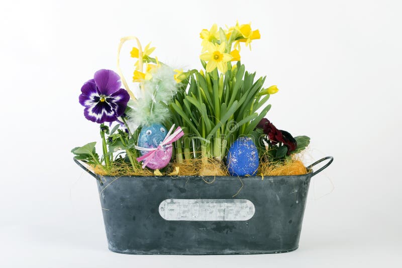 Flores de Easter foto de stock. Imagem de isolado, flor - 8958486