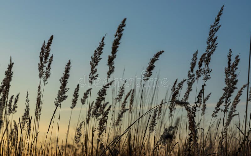 Flores De Erva-castanha E Campos De Erva-castanha-do-sol Com Fundo ...