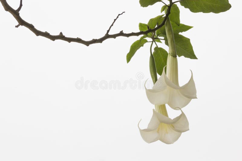 Flor de Floripondio imagem de stock. Imagem de flor, alucinogénio ...