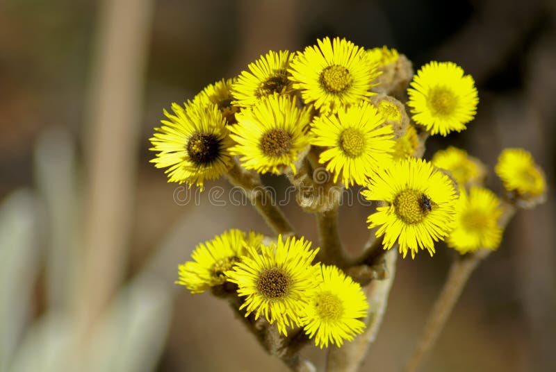 Flores de Frailejon foto de stock. Imagem de flor, venezuela - 23535002