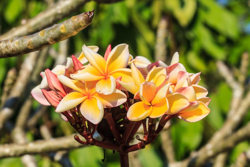 Flores de Frangipanni foto de archivo. Imagen de rojo - 49193060
