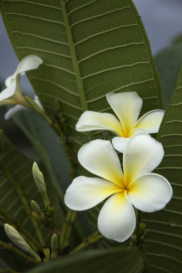 Flores de Frangipanni imagen de archivo. Imagen de relaje - 82856279