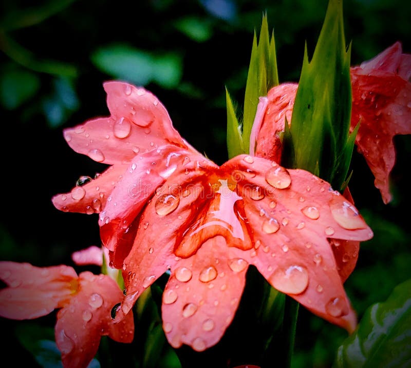 Flores de gladio con gotas imagen de archivo. Imagen de agua - 239762573