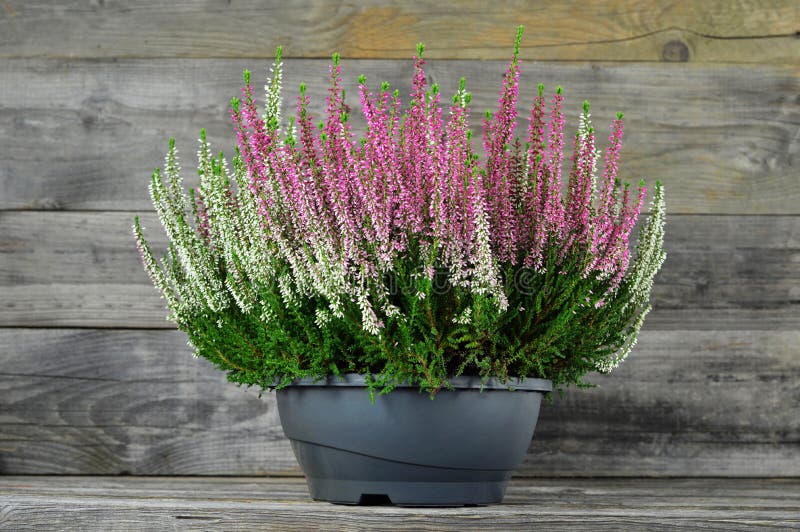 Flores de Heather no vaso foto de stock. Imagem de arbusto - 162428240