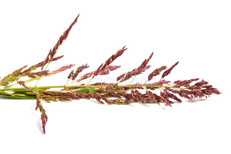 Flores De Hierba De Johnson Imagen de archivo - Imagen de cubo, fresco ...