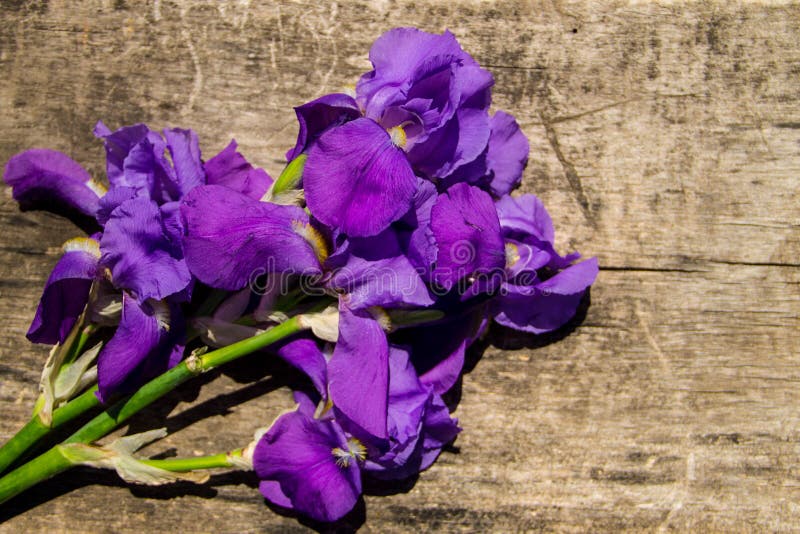 Flores De Iris Morado Sobre Fondo De Madera Con Espacio Para Copiar ...