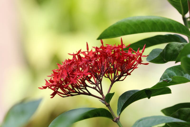 Flores de Ixora foto de archivo. Imagen de planta, rosa - 120789296