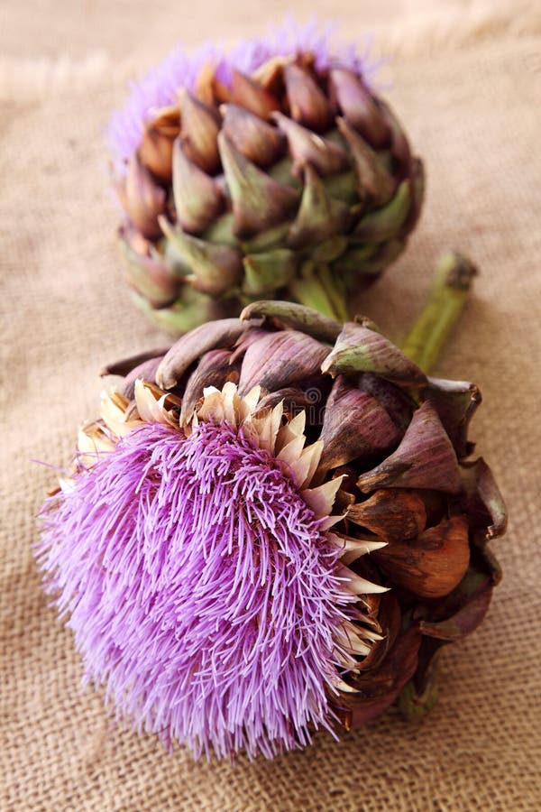 Flor de la alcachofa imagen de archivo. Imagen de horizontal - 16049231