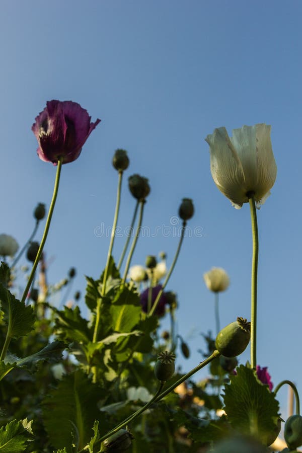 Flores De La Amapola De Opio Imagen de archivo - Imagen de flores ...