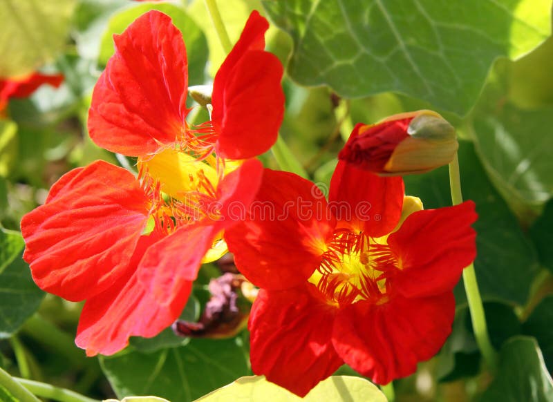 Flores de la capuchina imagen de archivo. Imagen de estambre - 54038877