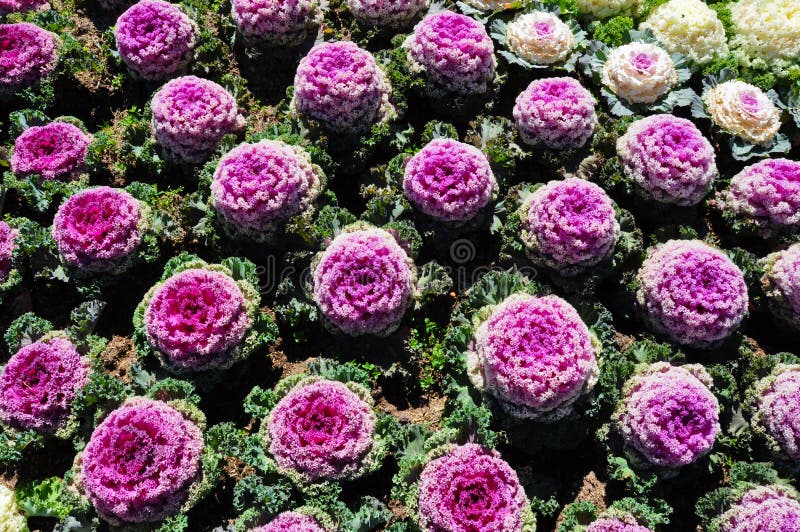 Flor de la col imagen de archivo. Imagen de gotas, textura - 3362653