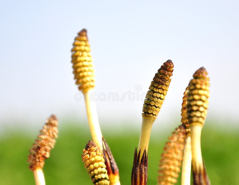 Flor De La Cola De Caballo (Equisetum) Foto de archivo - Imagen de ...