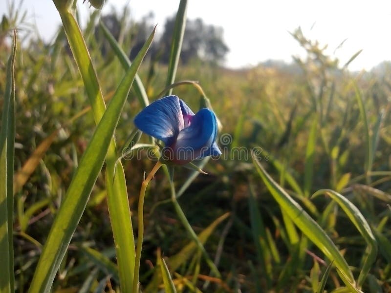 Flores De La Flor De La Lenteja Y X28; 3& X29; Imagen de archivo ...