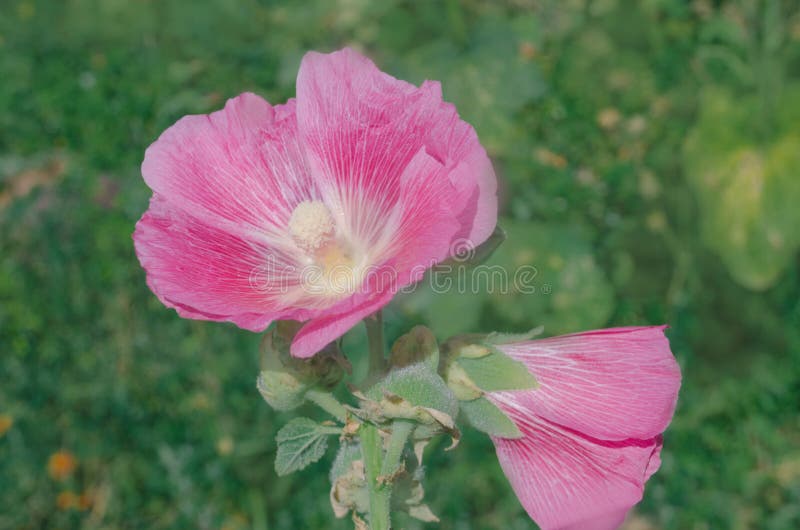Flores De La Flor Malvarrosa O Del Rosea Rosada De Althaea Foto de ... Flores De La Flor Malvarrosa O Del Rosea Rosada De Althaea Foto de ...