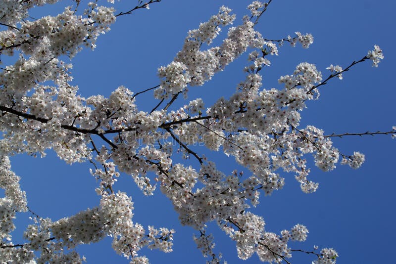 Flores de la fruta imagen de archivo. Imagen de flora - 84868125