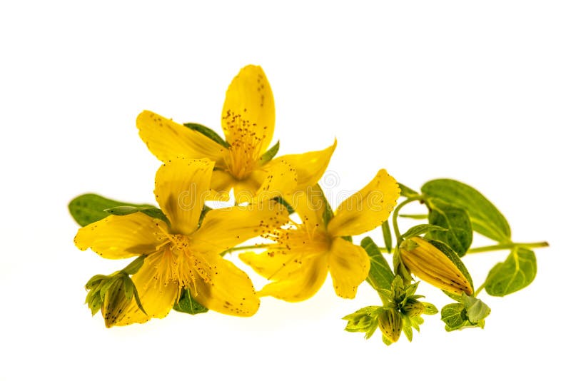 Flores De La Hierba De San Juan Foto de archivo - Imagen de juan ...