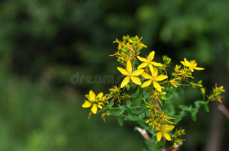 Flores De La Hierba De San Juan Foto de archivo - Imagen de brillante ...
