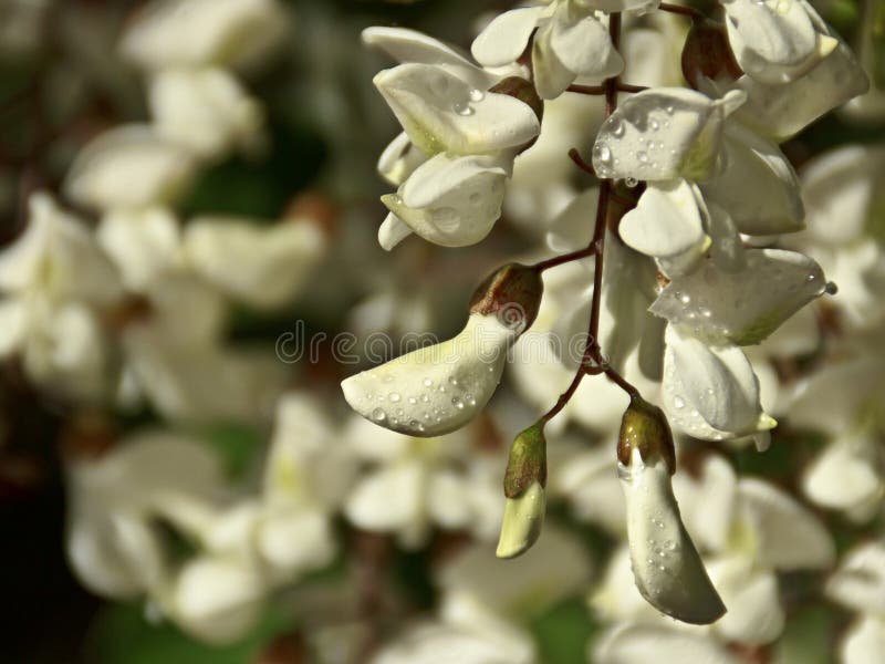 Flores De La Langosta Negra Foto de archivo - Imagen de robinia, flora ...