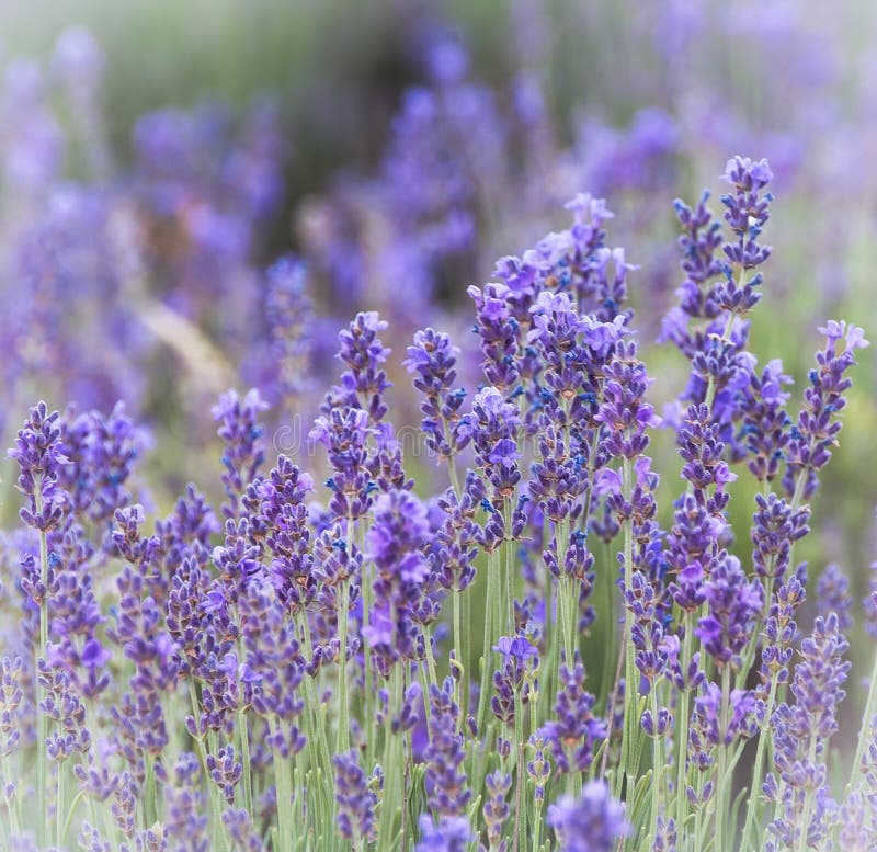Fondo de la lavanda foto de archivo. Imagen de flor, masaje - 946656