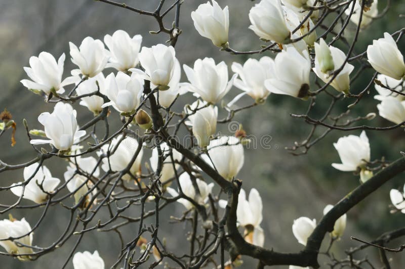 Flores De La Magnolia Blanca I Imagen de archivo - Imagen de fondo ...