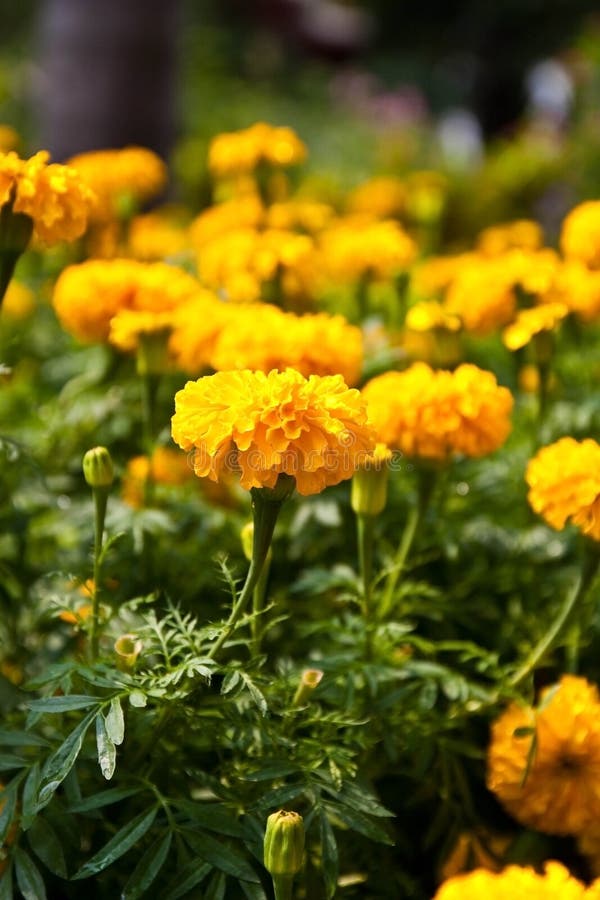 Flores de la maravilla imagen de archivo. Imagen de flor - 17419065