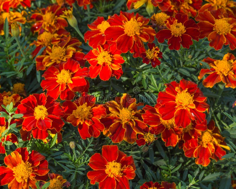 Grandes Flores De Caléndula Creciendo En Un Lecho De Flores Verde ...