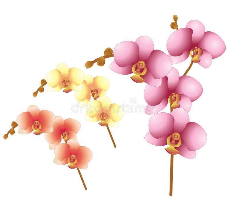 Flores De La Orquídea Del Vector Ilustración del Vector - Ilustración ...