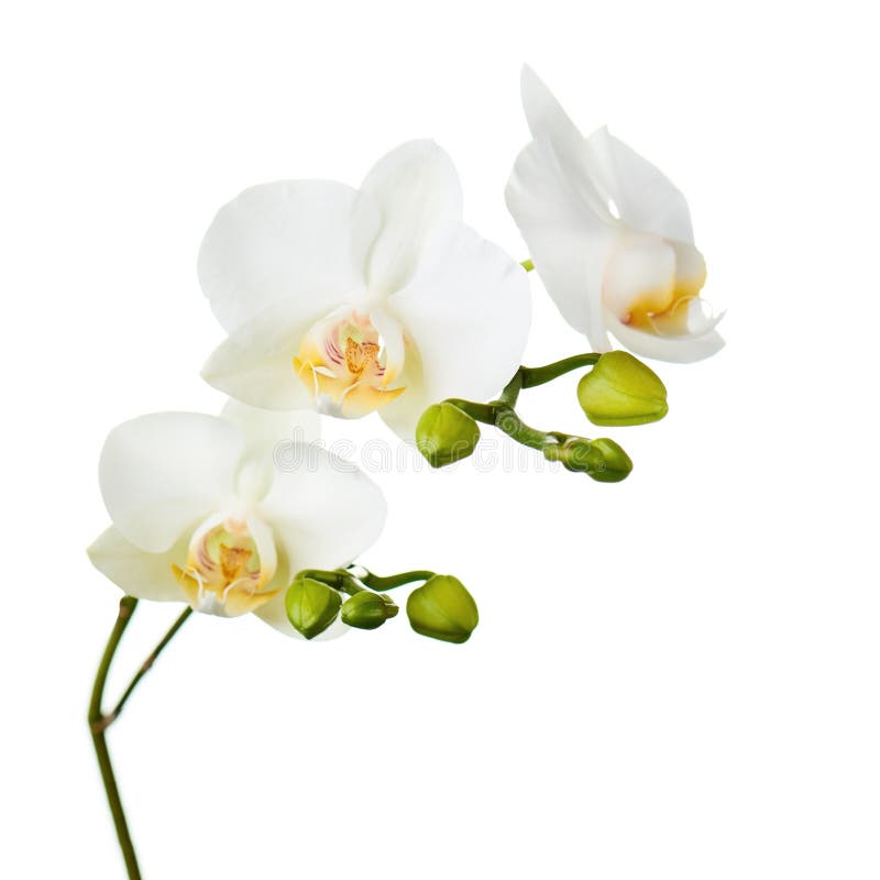 Flores De La Orqu?dea Aisladas En Blanco Imagen de archivo - Imagen de ...