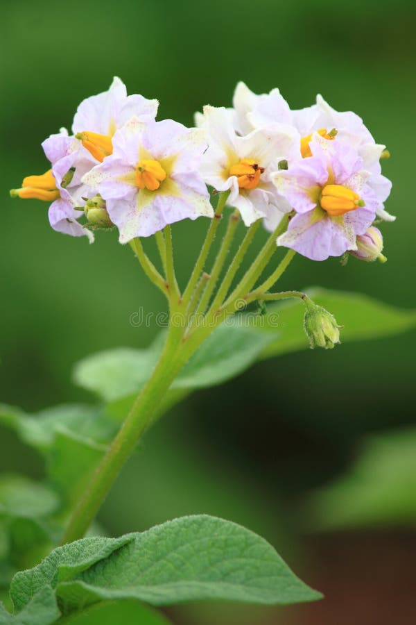 Flores De Papa En Cielo Azul Mientras Se Acerca Una Planta De Papa En ...