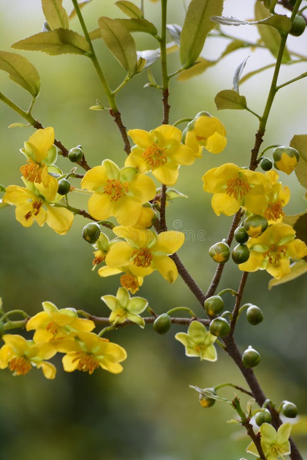 Flores De La Planta De Mickey Mouse Foto de archivo - Imagen de ...