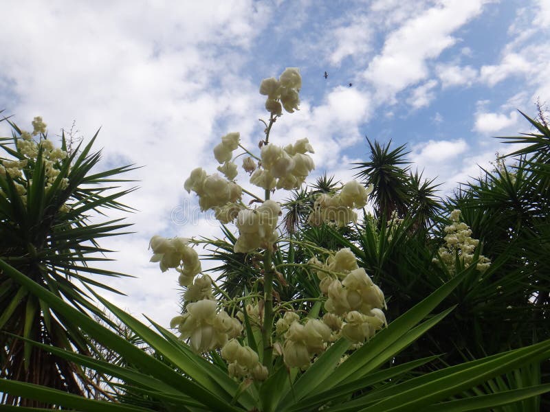Flores De La Planta De La Yuca Foto de archivo - Imagen de color ...