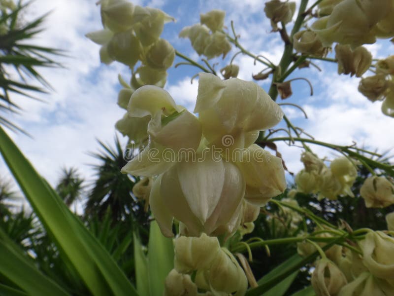 Flores De La Planta De La Yuca Imagen de archivo - Imagen de cultivado ...