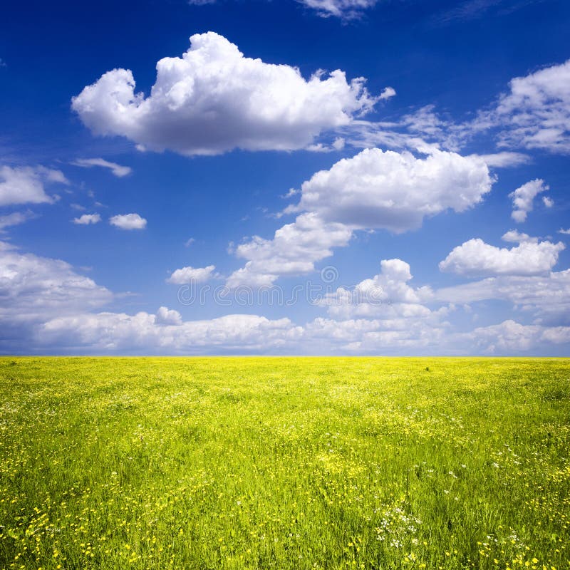 Flores de la pradera foto de archivo. Imagen de cielos - 15255042