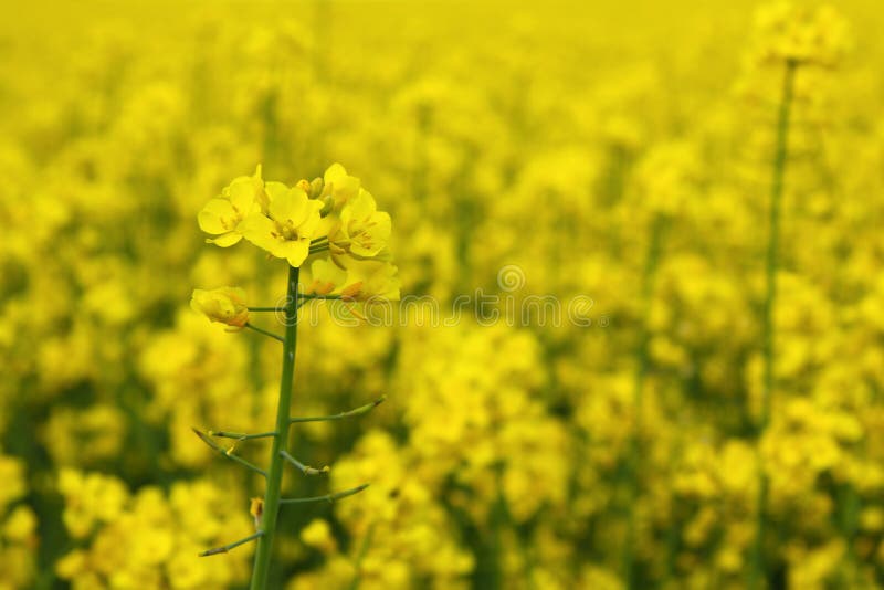 Flores de la rabina foto de archivo. Imagen de pueda - 14314324