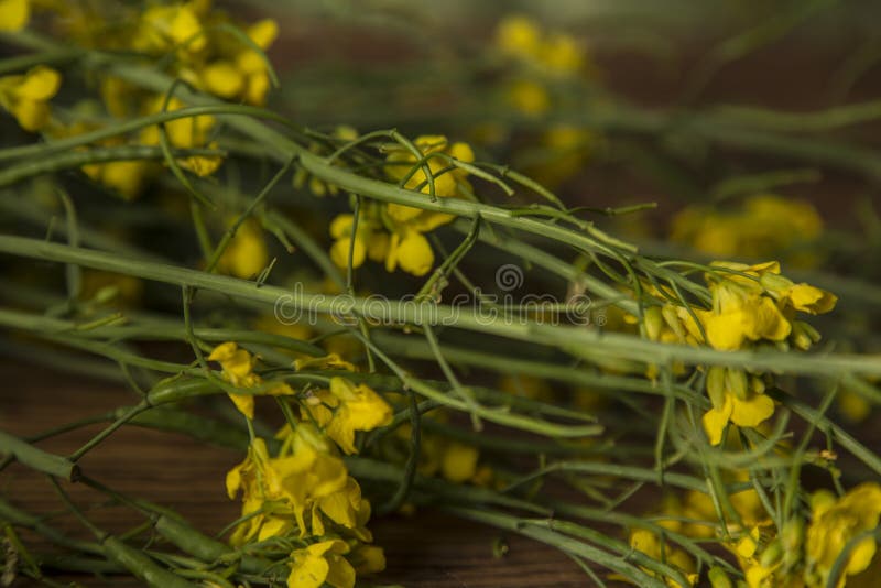 Flores De La Rabina Y Aceite De Rabina En Una Botella En La Tabla ...