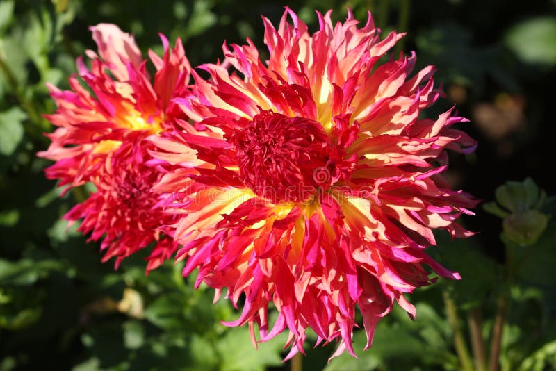 Dalia roja floreciente foto de archivo. Imagen de aire - 206534