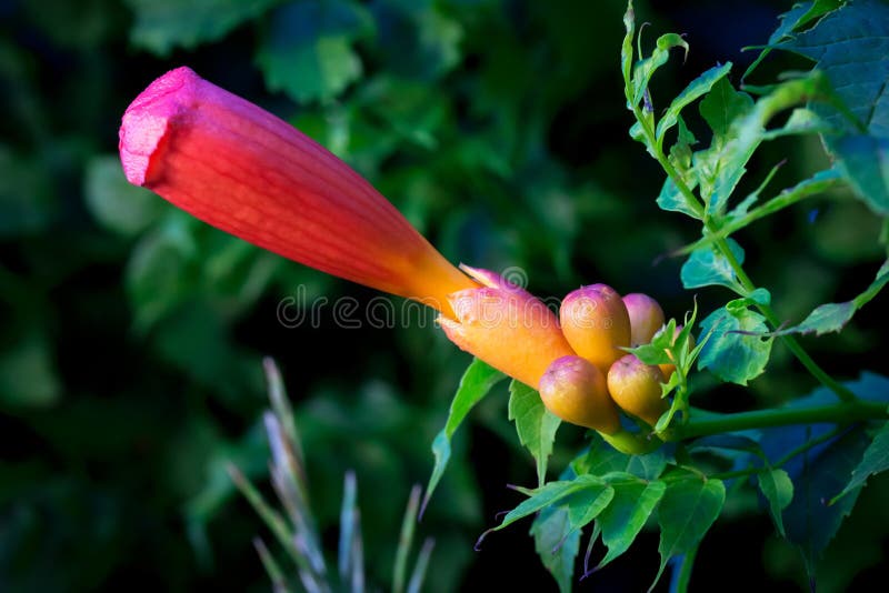 Flores De Trompeta Roja En Flor Imagen de archivo - Imagen de lirio ...