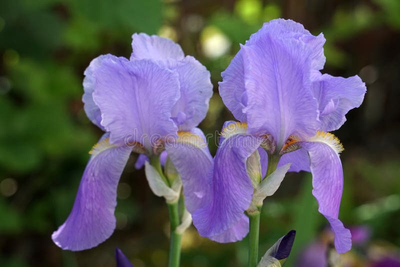 Flores De La Violeta Del Iris Foto de archivo - Imagen de imagen ...