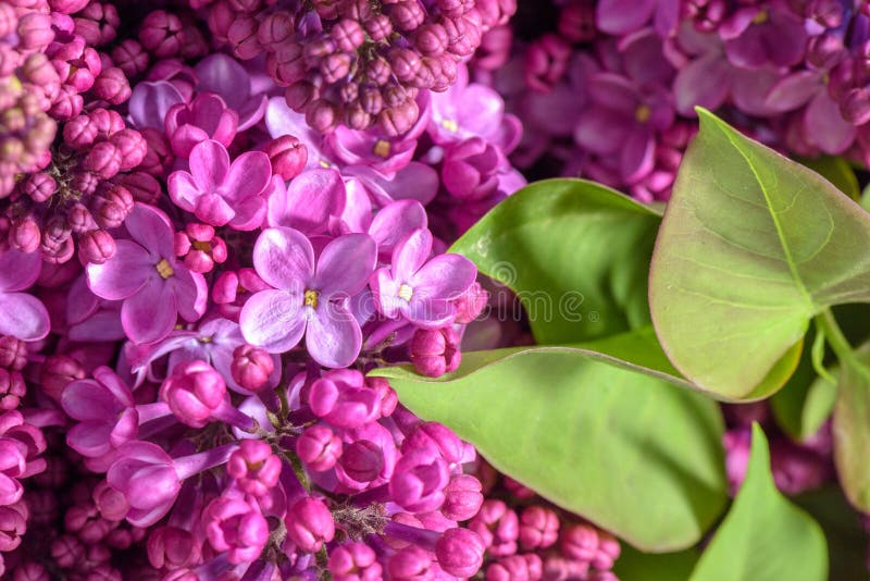 Flores De La Violeta De La Lila Imagen de archivo - Imagen de fondo ...